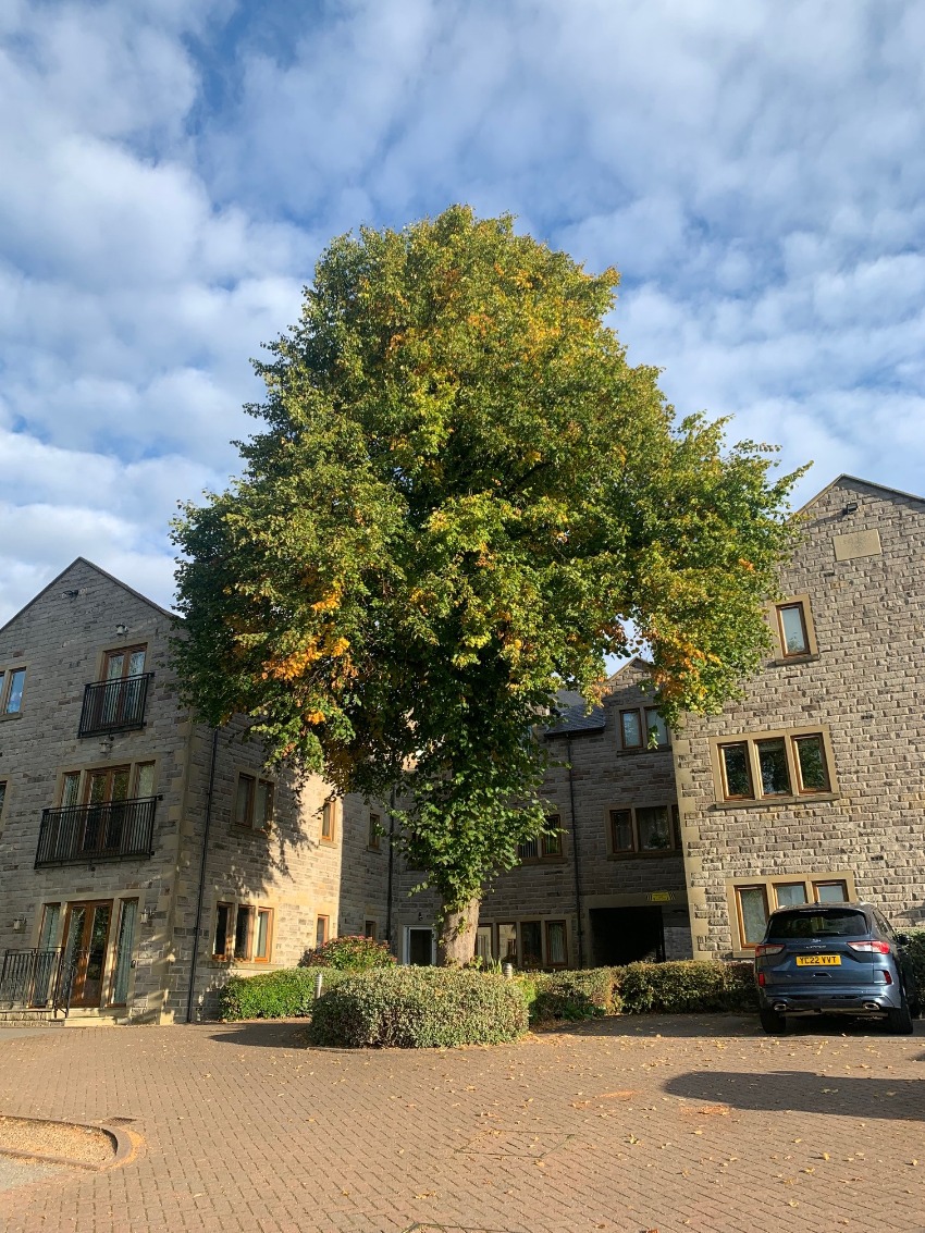 Lime Tree Court, Huddersfield - residential property only £775.00 PCM ...